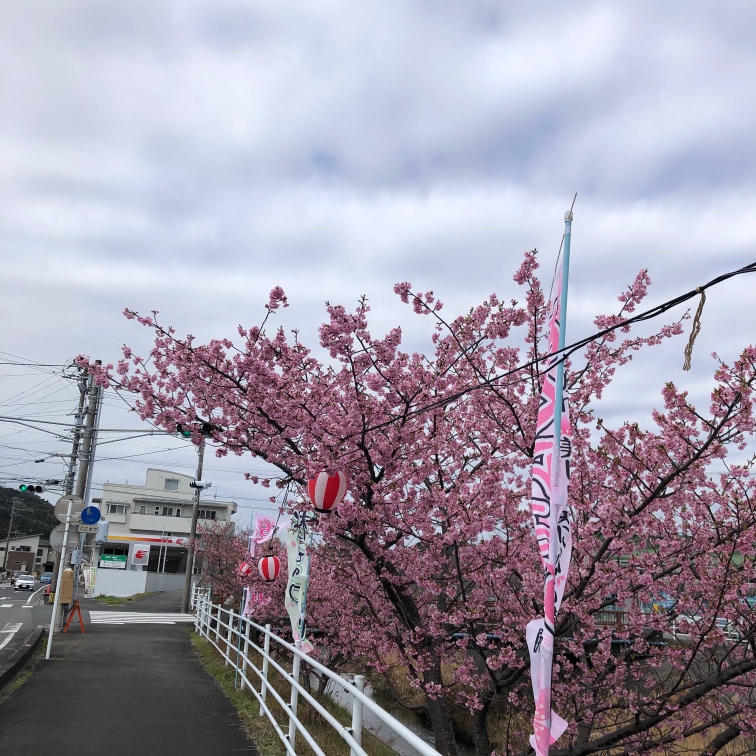 坂口谷川2024河津桜まつり | 坂部ホームページ